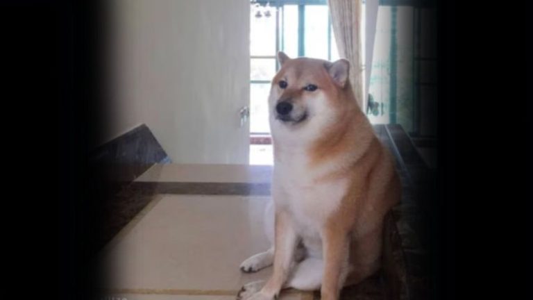 Cheems, la perrita de los memes fue reportada como muy grave - Vox ...