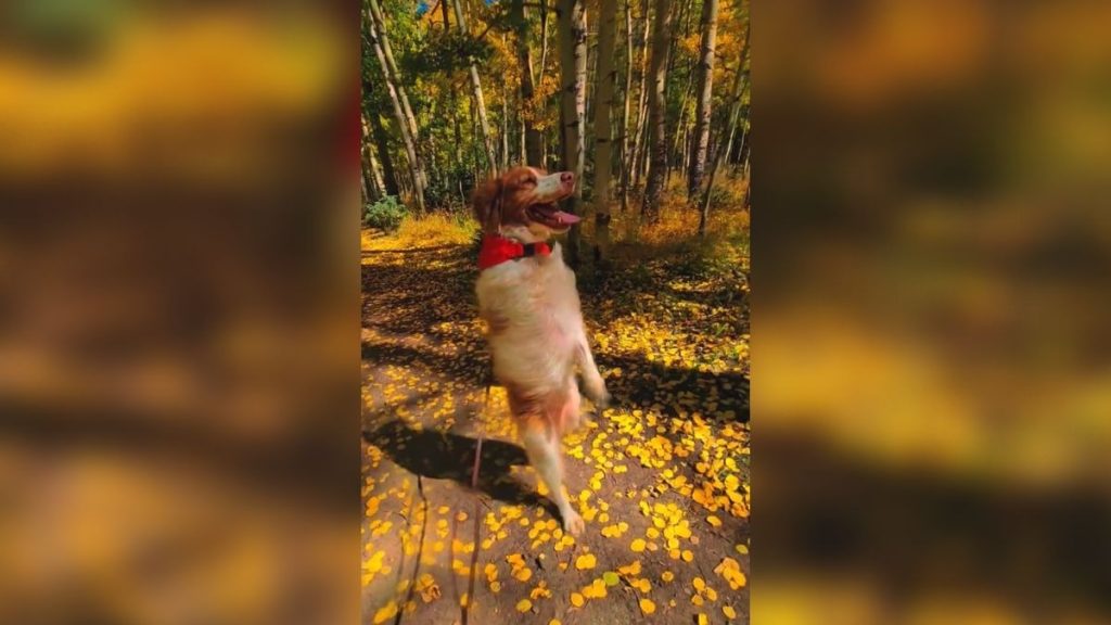Dexter, el perrito que camina en dos patas