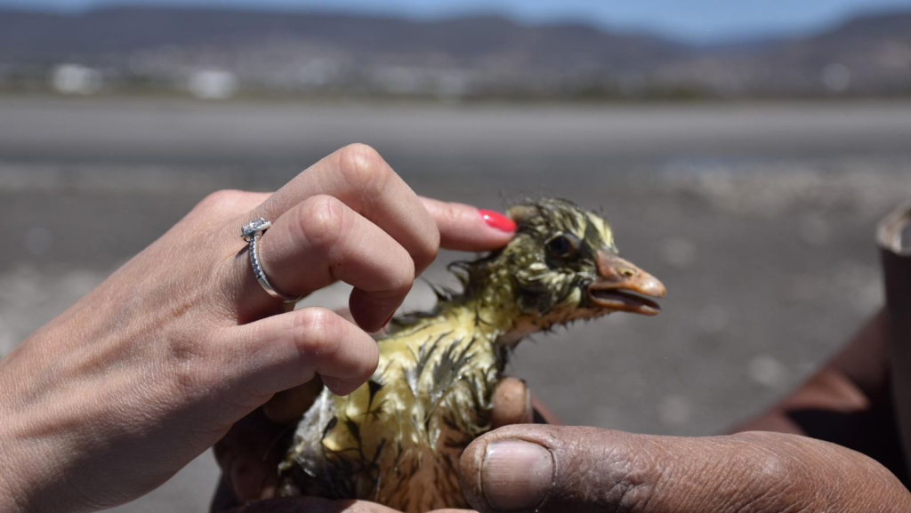Rescatistas y Parque Metropolitano de León se unen para proteger fauna ...
