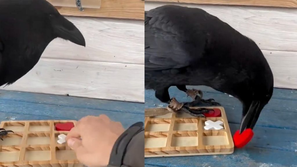 Cuervo juega “gato” con un humano y le gana