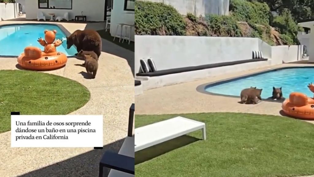 Captan a familia de osos se da un chapuzón en una alberca