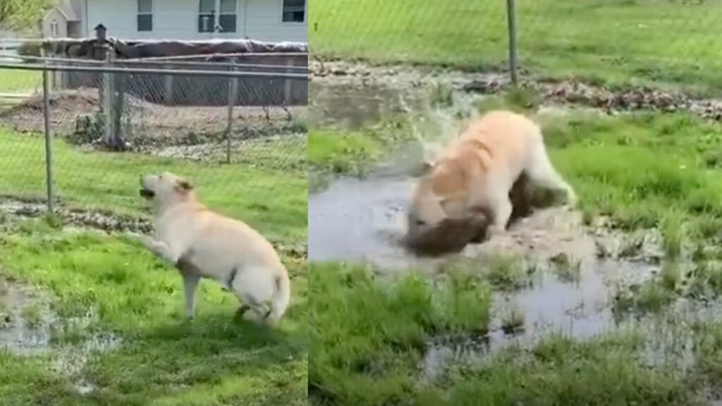 Perrito ciego conquista corazones al brincar feliz en un charco y se ...