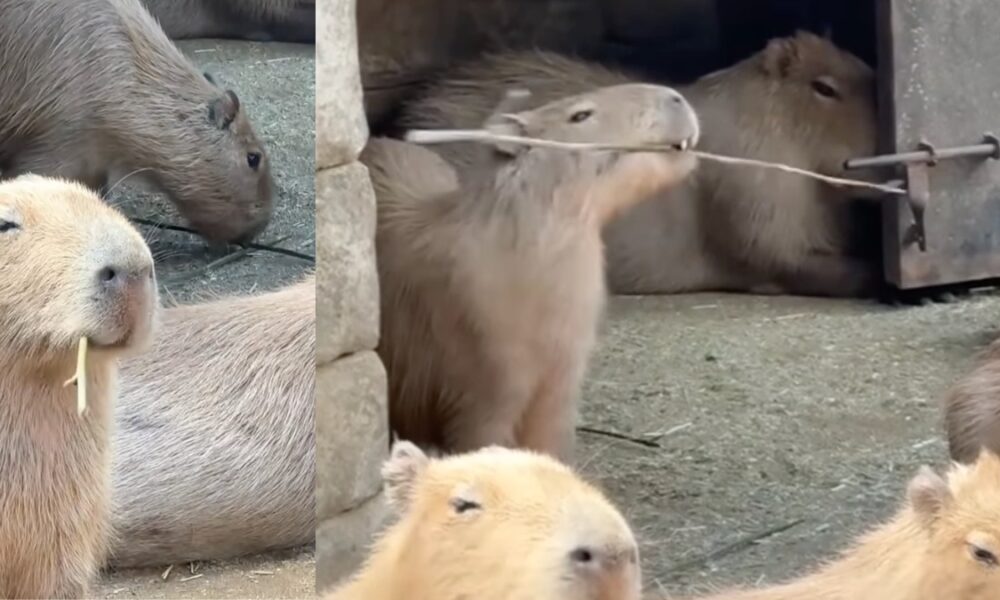“Kung-fu Capibara”: el nuevo héroe viral que conquistó a internet con ...