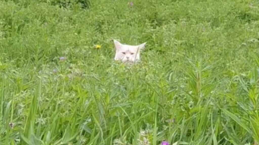 Lotus, el gato gigante que todos confunden con un león
